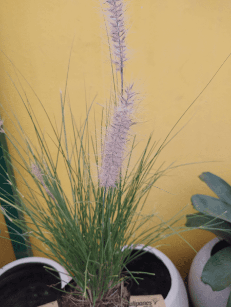 Pennisetum Rupelli (verde) – Los Tulipanes