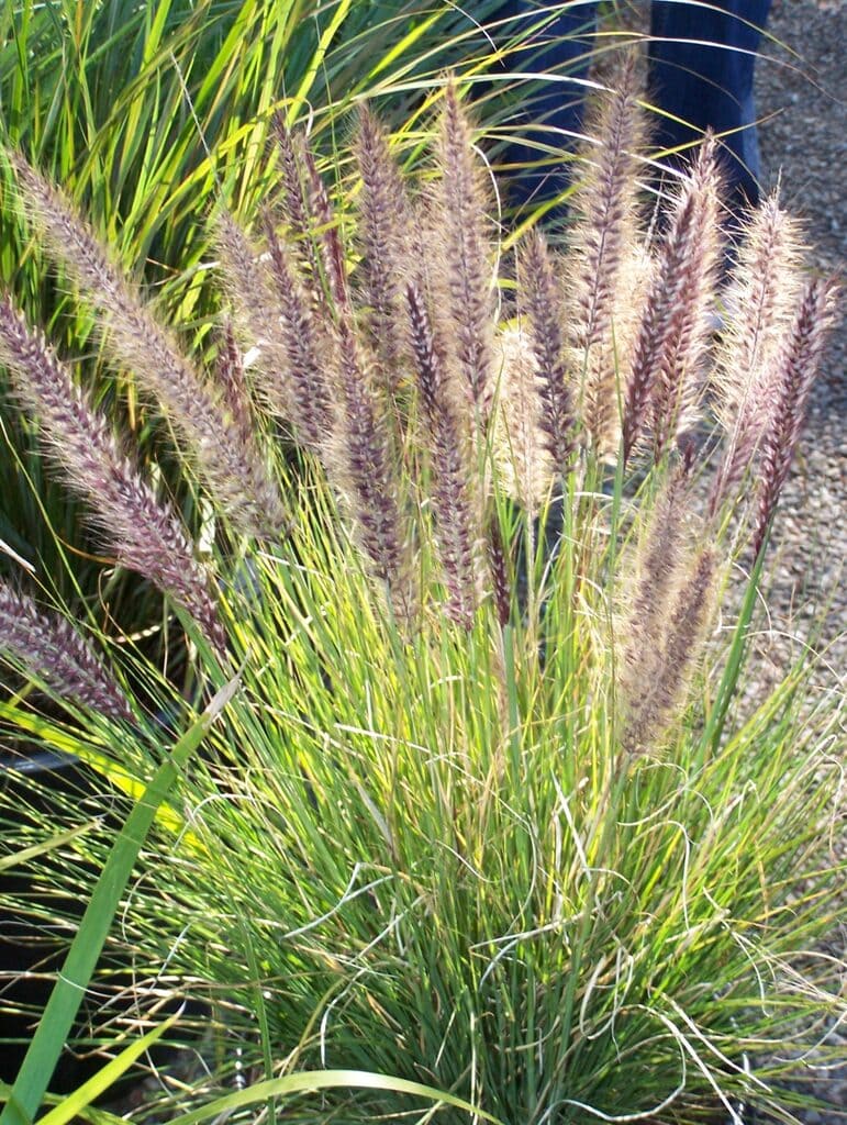 Pennisetum Rupelli (verde) – Los Tulipanes