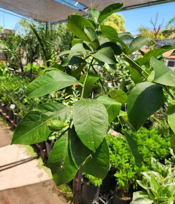 Limon 4 Estaciones Arbol Env. 15lts – Los Tulipanes