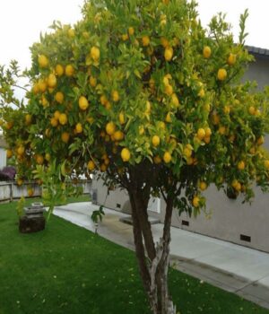 Limon 4 Estaciones Arbol Env. 15lts – Los Tulipanes